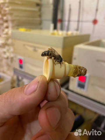 Матки бакфаст