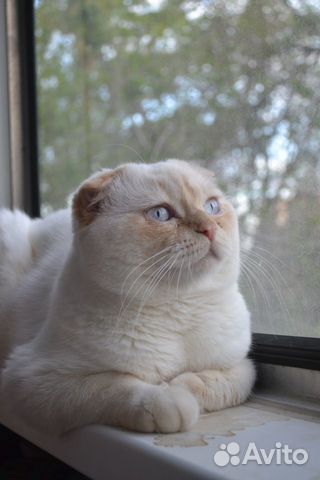 Шотландский самец в поисках первой любви