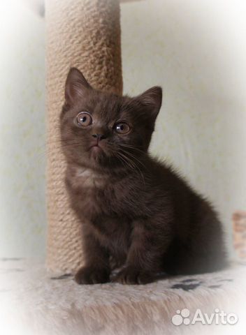 Британочка шоколадка