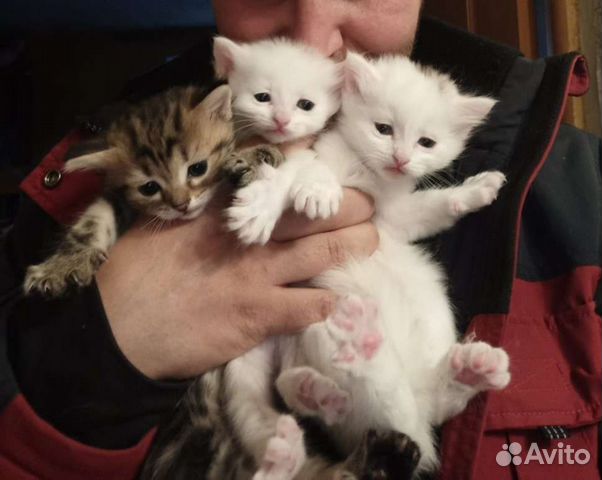 Кошки в добрые руки