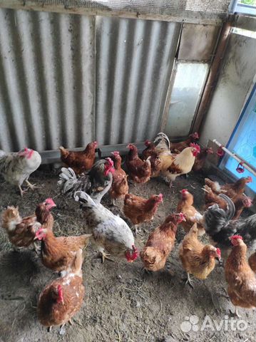 Куры радонит старка. Петухи