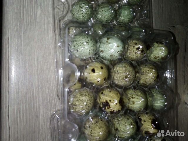 Яйцо перепелов