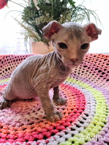 Донской сфинкс