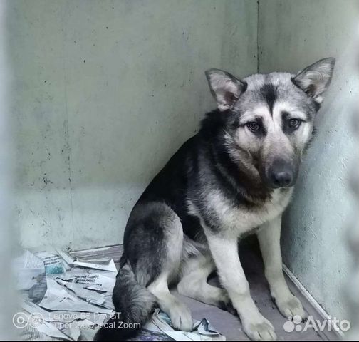 Собака в добрые руки
