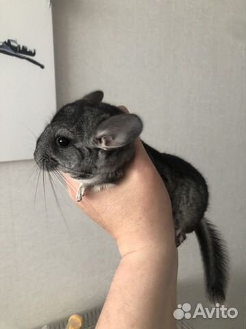 Шиншилла