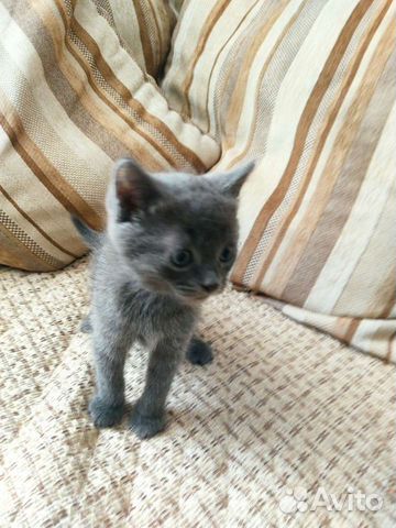 Кошки и коты в добрые руки