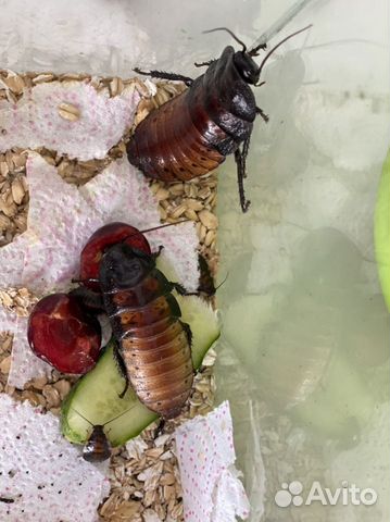 Мадагаскарские тараканы