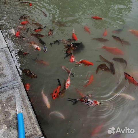 Цветной декоративный карась для пруда