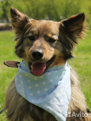 Пушистая красавица всю жизнь проводит в клетке