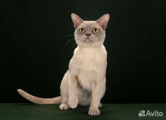 Бурманский кот