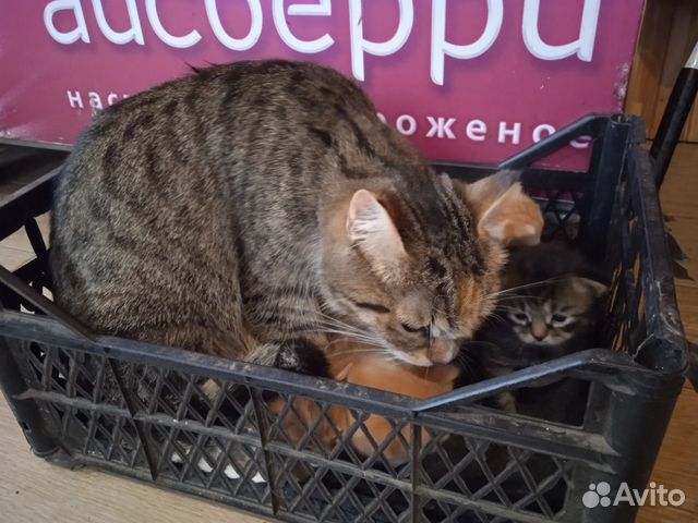 Котята