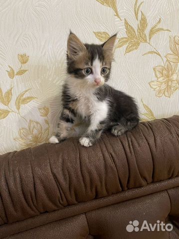 Чудесный котенок в добрые руки