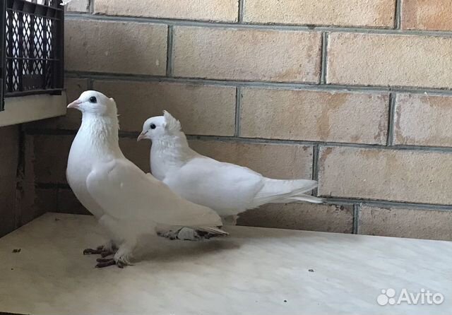 Ленинаканские голуби