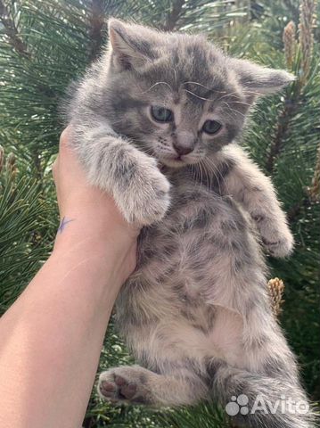 Котята в добрые руки 1 месяц