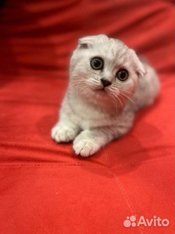 Серебристые шиншиллы