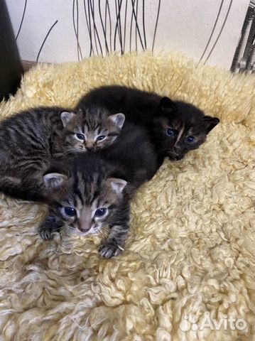 Котята