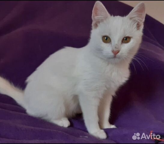 Котенок Белоснежка Лорик 4 месяца в дар