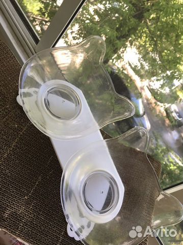 Домашние животные кошки