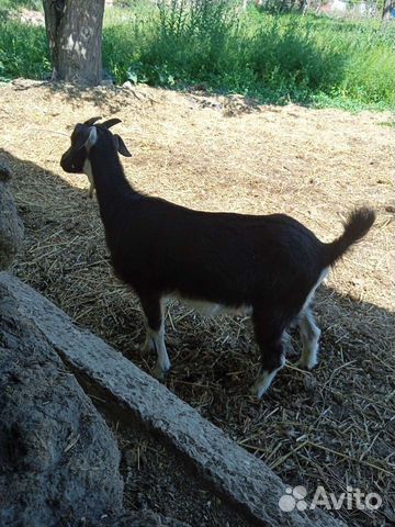 Козленок девочка