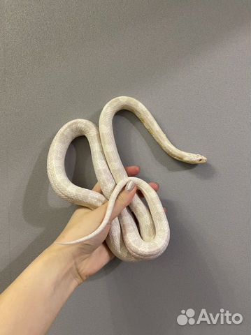 Маисовые полозы