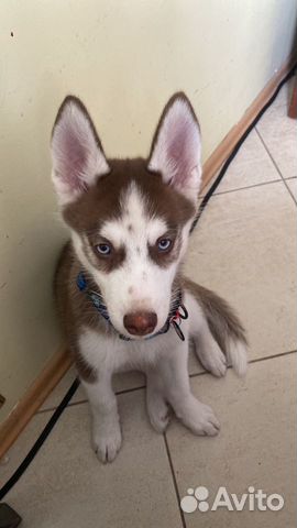 Сибирский хаски