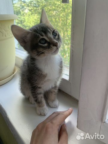 Милейший котик, 1,5 месяца. Готов к переезда