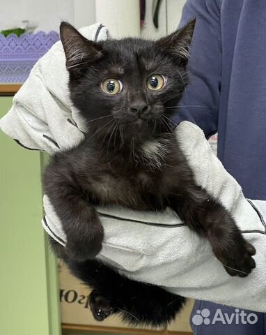 Котята в добрые руки Возраст: 3 месяца