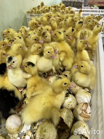 Суточные птенцы оптом