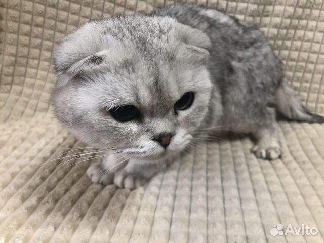 Шотланский вислоухий кот