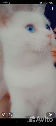 Кот шотландец