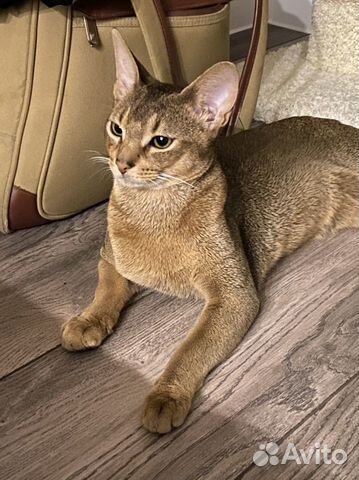 Абиссинец на вязку