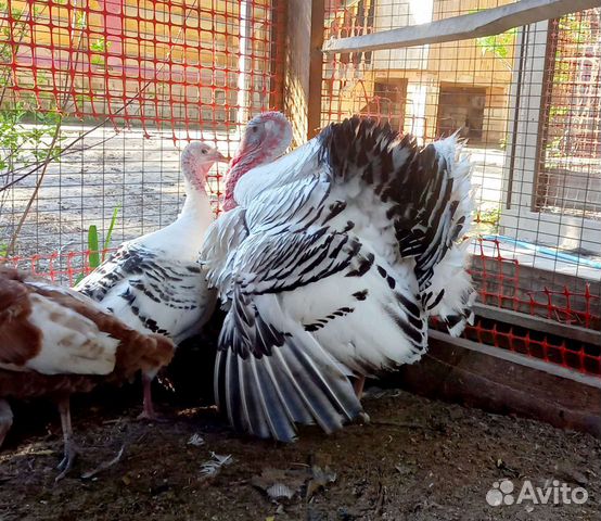 Королевская пальмовая индейка