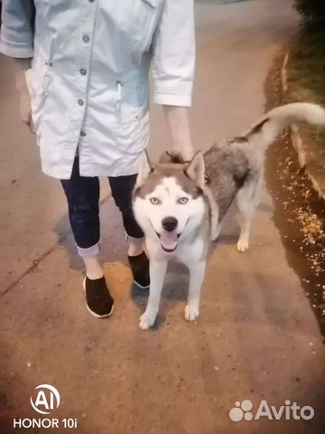 Нашлась собака