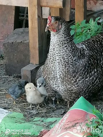 Продам курицу с цыплятами