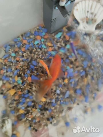 Аквариумные рыбки бесплатно