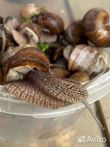 Улитки живые большие