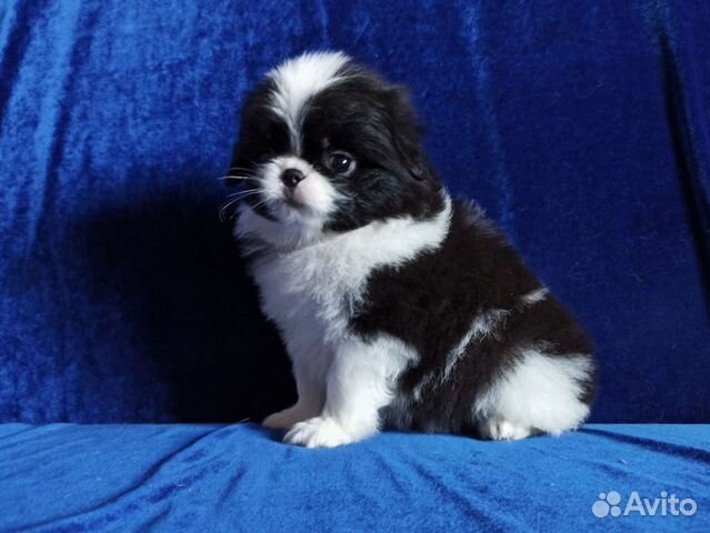 Щенки японский хин мальчик