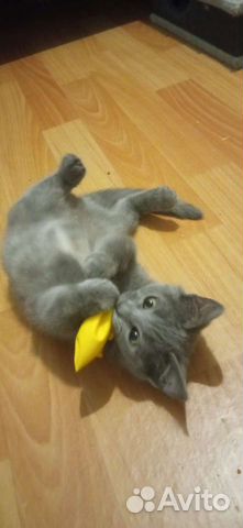 Отдам двух котят