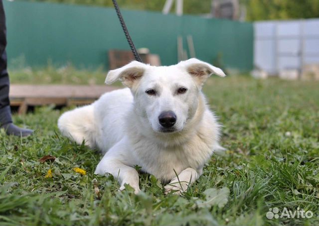 Собаки в ответственные семьи