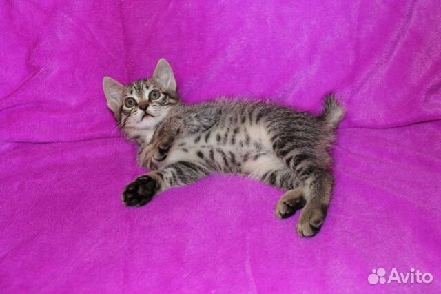 Курильский бобтейл