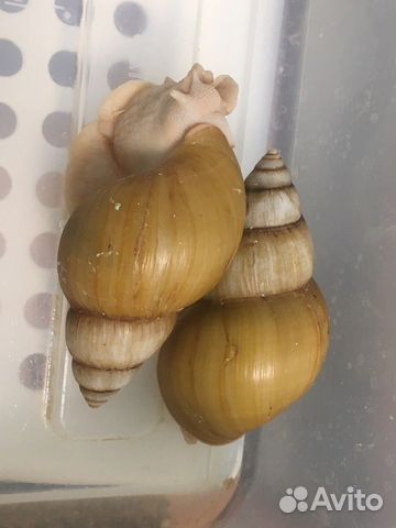 Улитки ахатины бесплатно взрослые