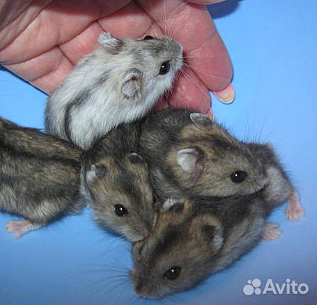 Джунгарские хомячки чистокровные