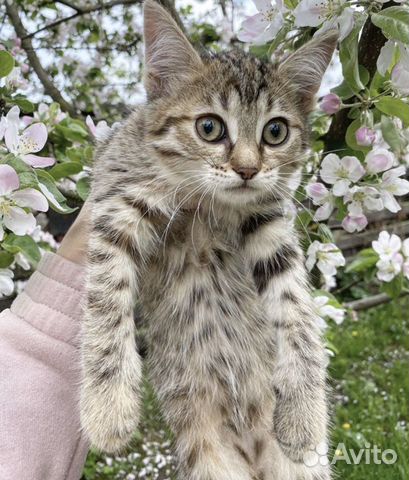 Луиза ищет дом