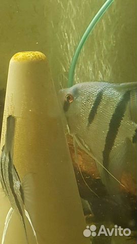 Скалярия голубая