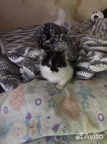 Милый малыш котёнок