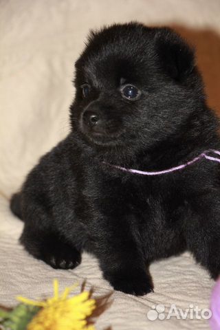 Щенки Шипперке