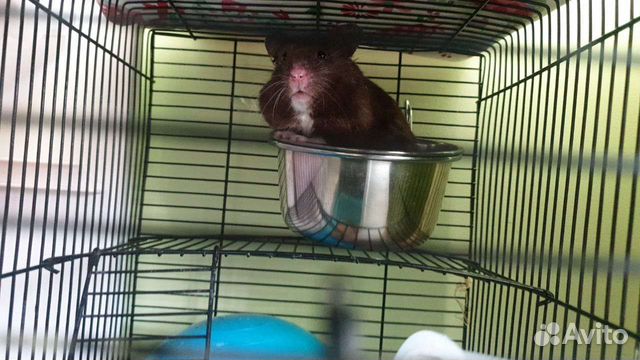 Элитный Сирийский хомяк с клеткой. Пара