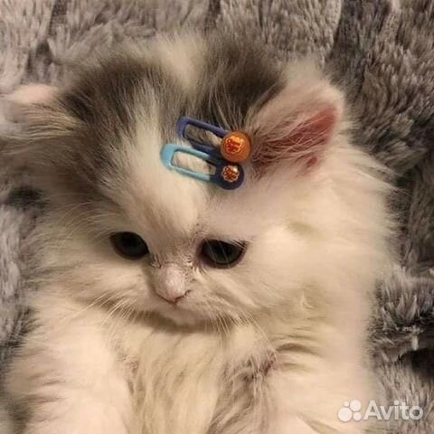 Возьму котёнка в дар