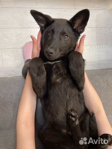 Собаки щенки