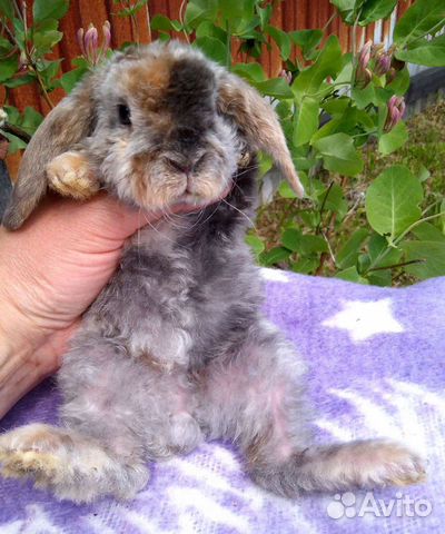 Карликовые вислоухие рексобараны